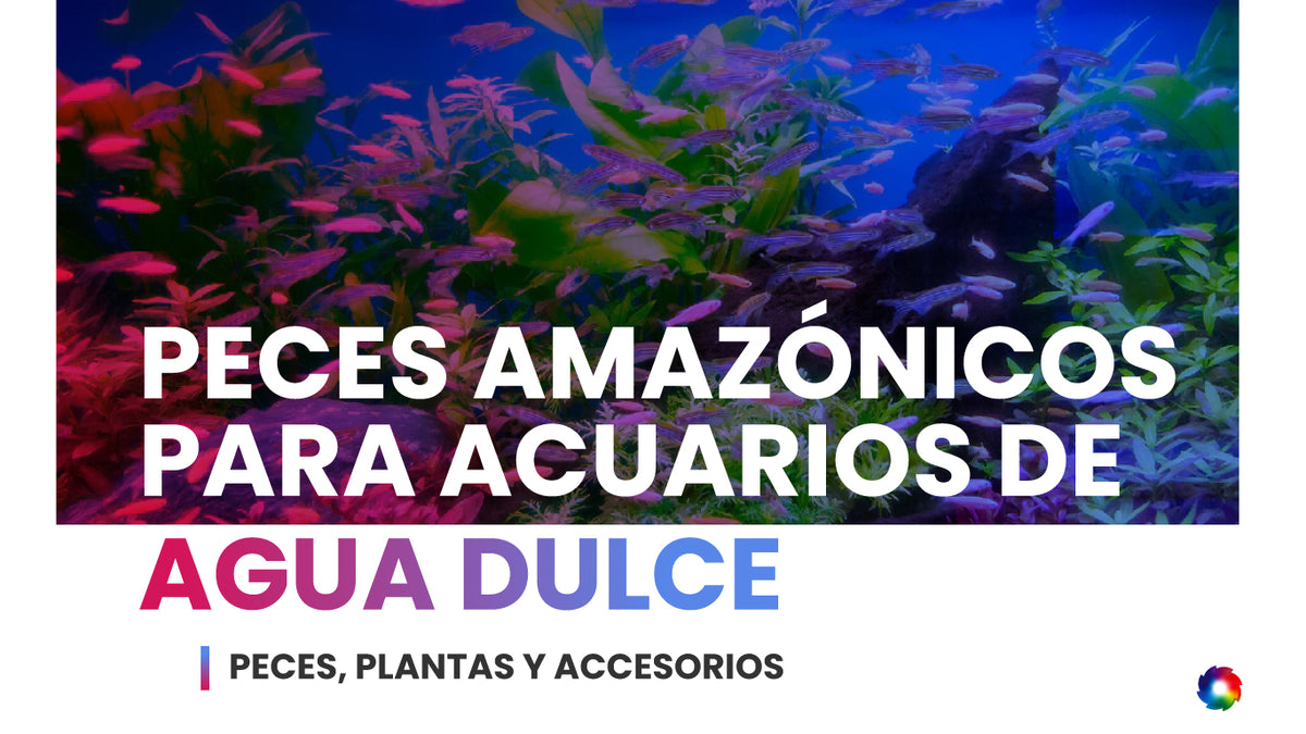 Peces amazónicos para acuarios de agua dulce – LumaLight Studio