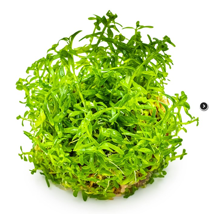 ROTALA ROTUNDIFOLIA GREEN GREEN 033A TC – LumaLight Studio